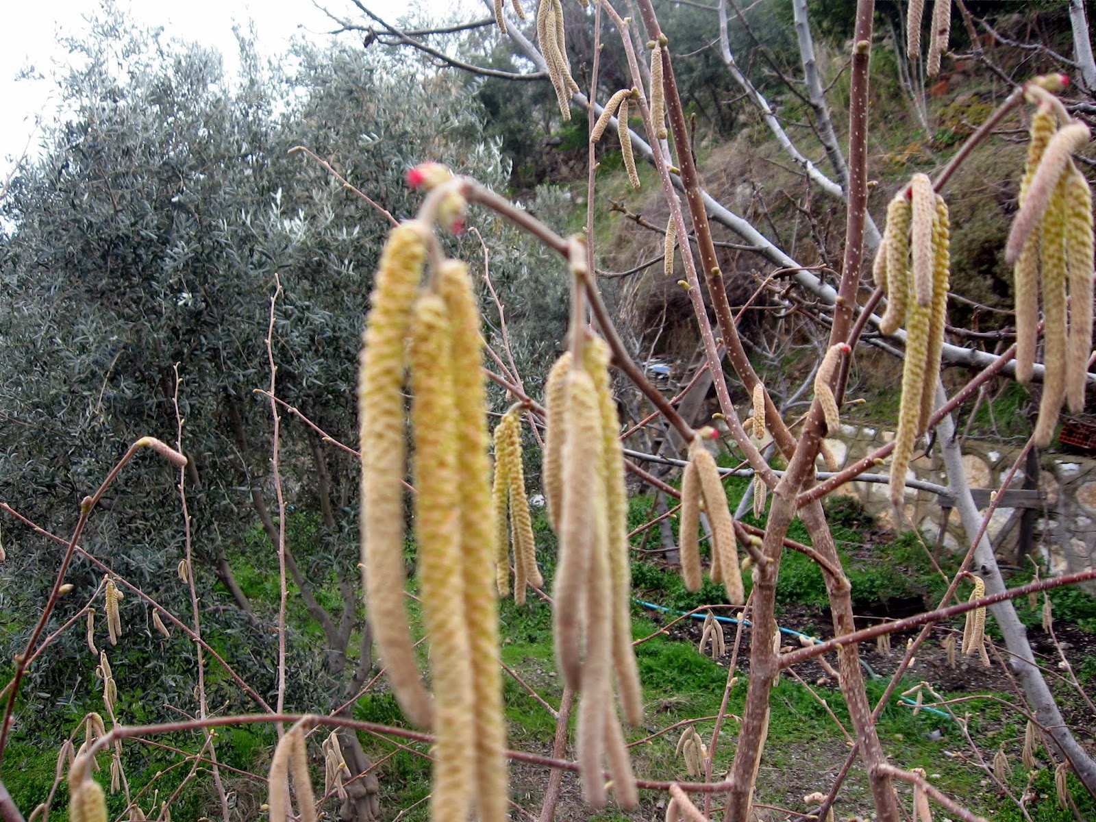 Cittaslow Botanik Park: FINDIK AĞACI ( Corylus )