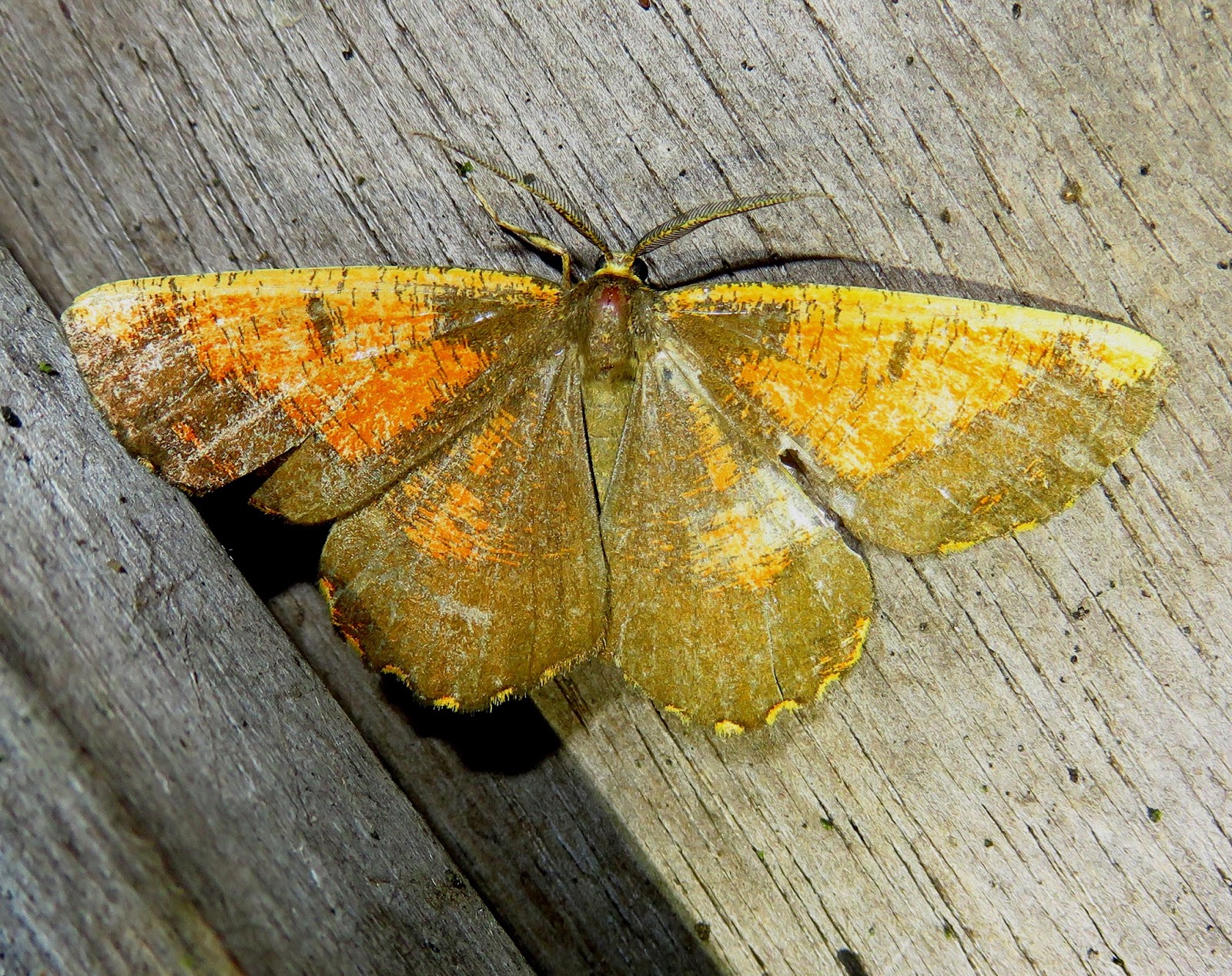 MERSEA WILDLIFE: SELECTION OF MOTHS