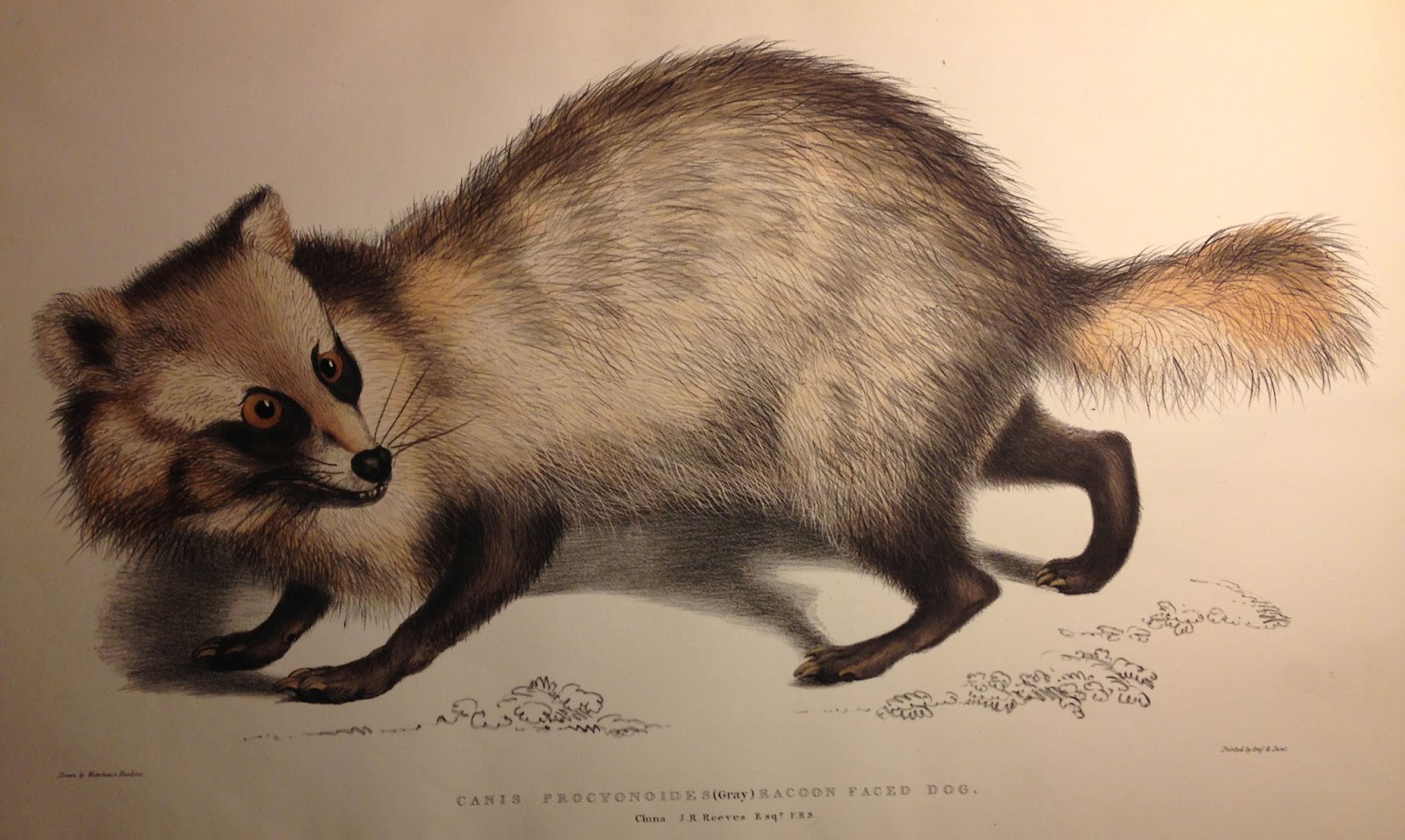 Dog Law Reporter: June 2014