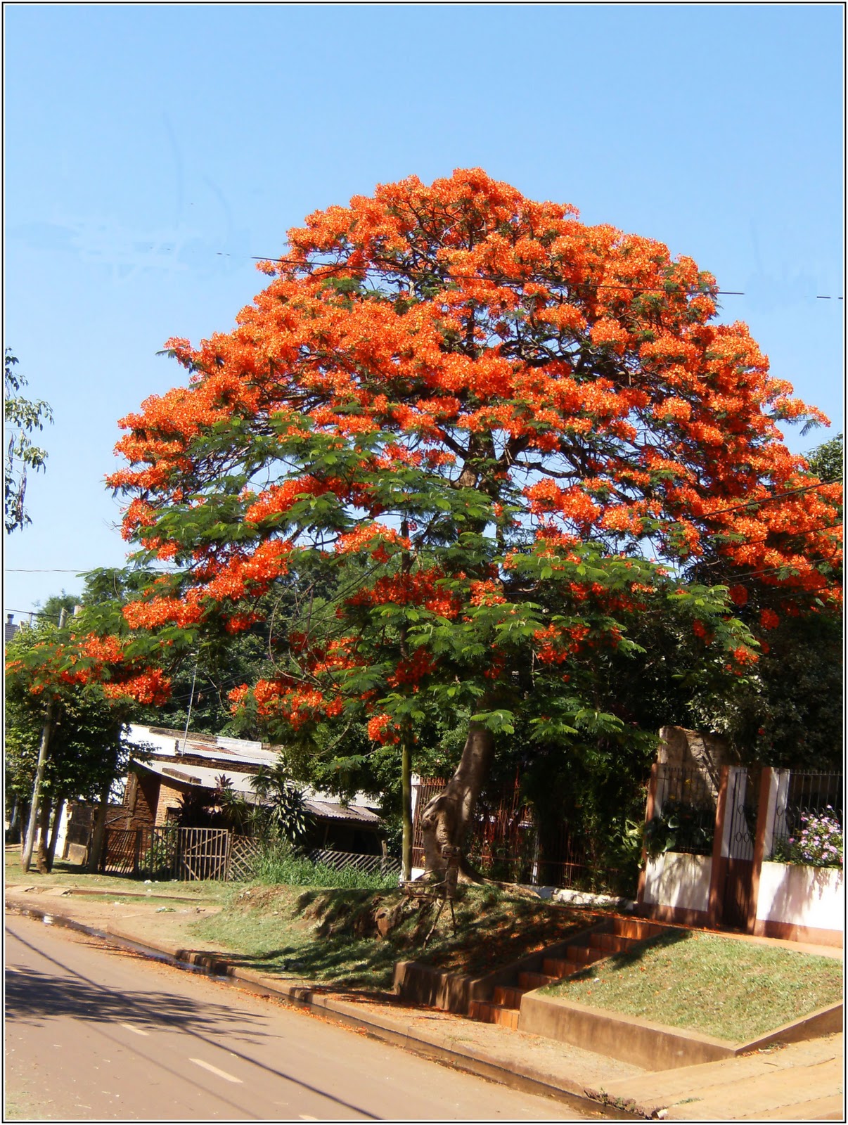 Paisajes y jardines: El árbol del mes