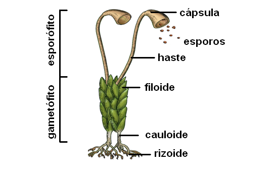BIOFLAGRANTES*: BRIÓFITAS