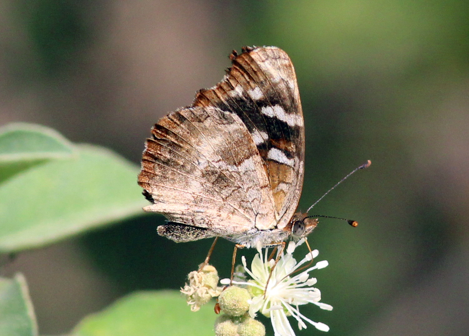 Rio Grande Valley Butterflies: Chestnut Crescent at NBC, 2/10/13