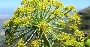 Pengurapan Getah Rasamala