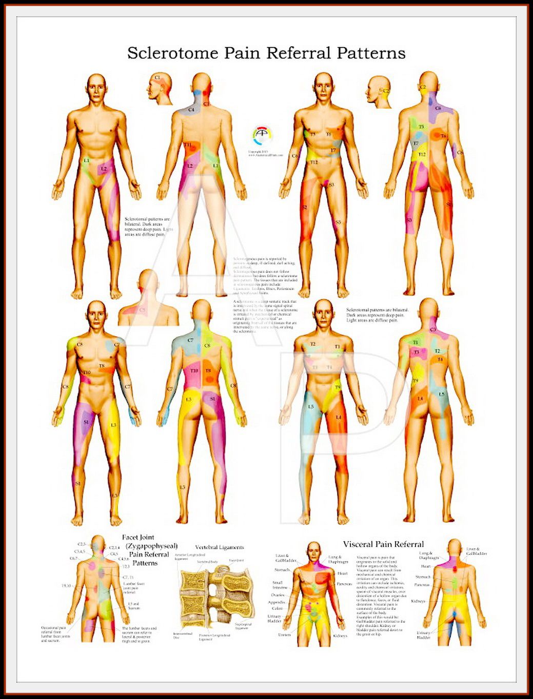 truthlady3: Dermatomes Dermal Segmentation