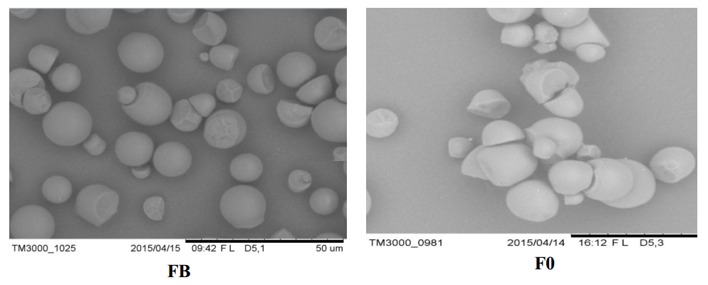 Health and Nutrition Corner: Scanning Electron Microscope (SEM)