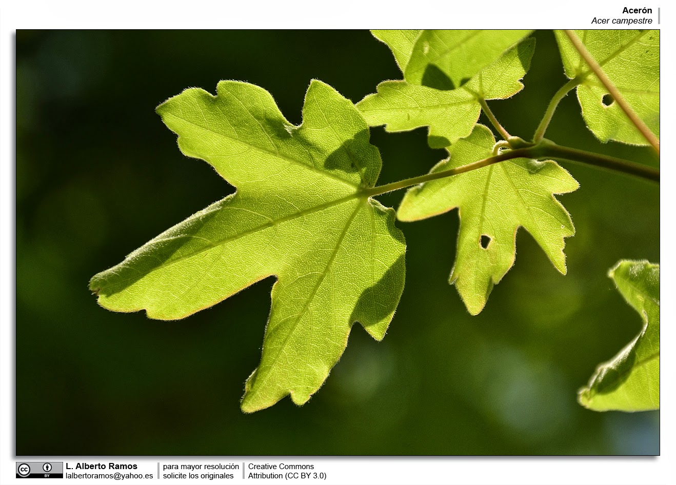 Acerón - L. Alberto Ramos - Fotografía