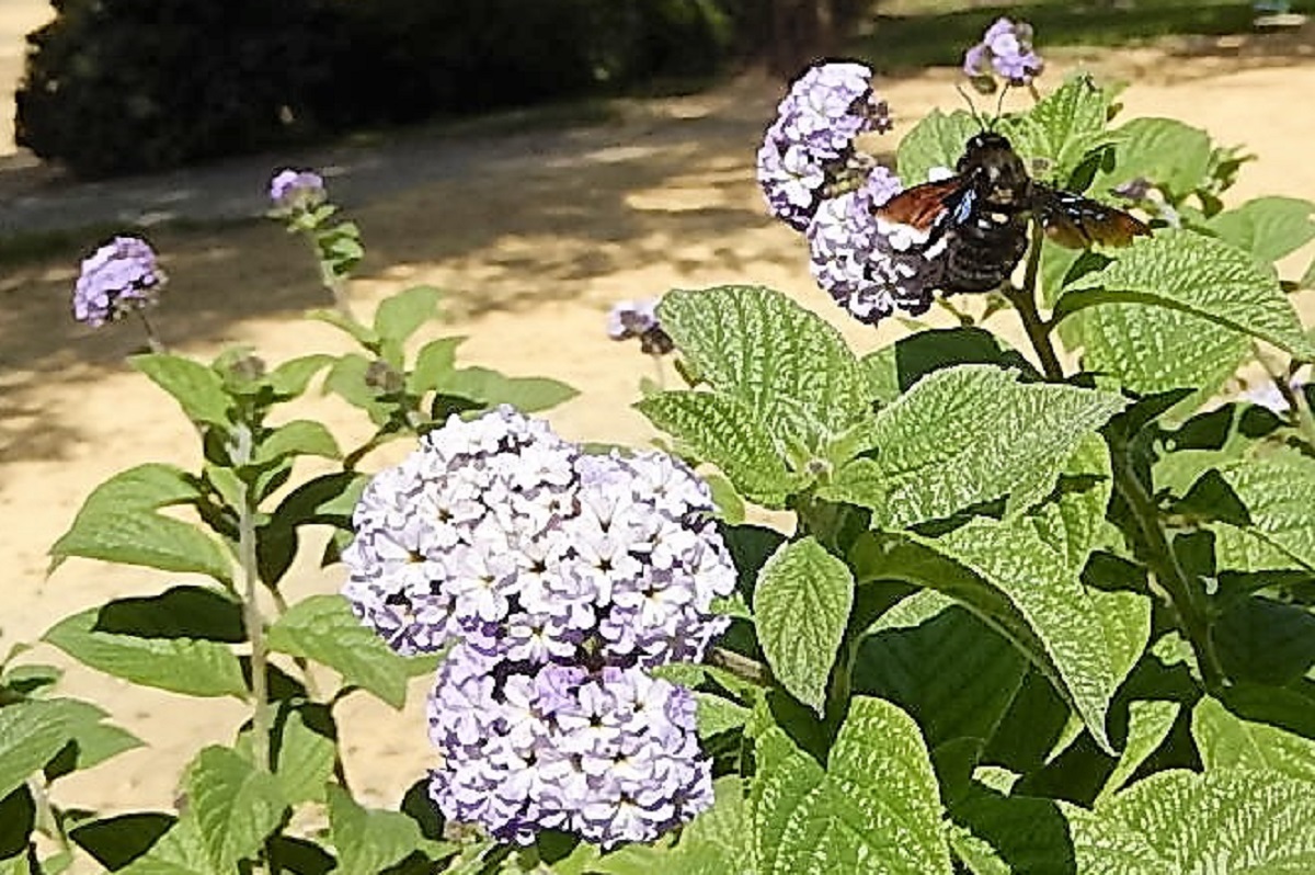 arbustosensevilla-encinarosa: Heliotropium / Heliotropium arvorescens ...