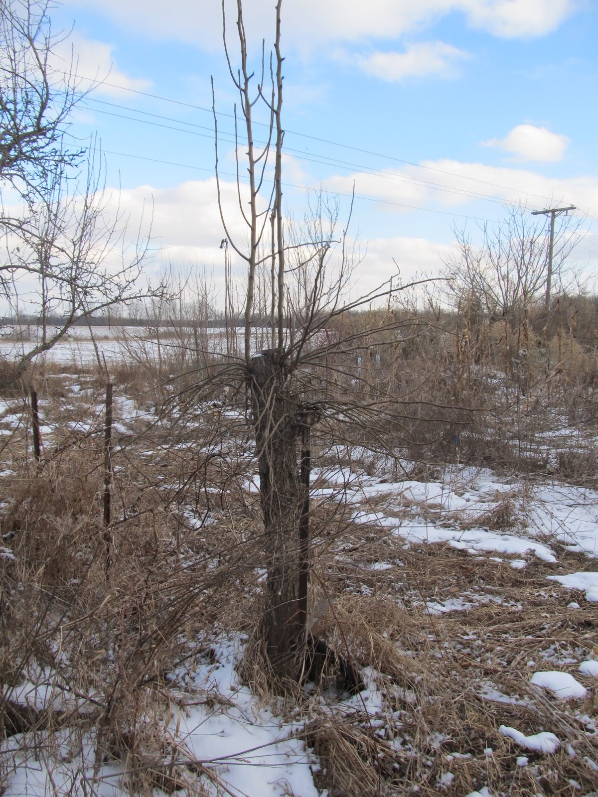 Eaton Rapids Joe: Topping out pear trees