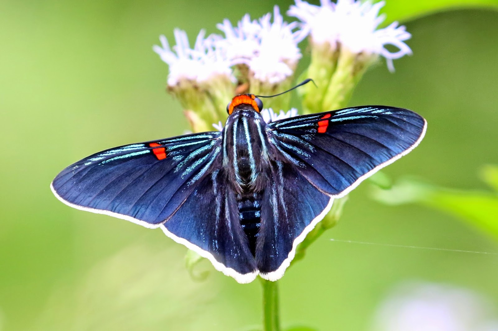 Rio Grande Valley Butterflies: Red-sided Swallowtail at National ...