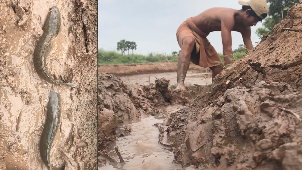 Wow the fish a lot of in mud, Fish caught in mud by hand.Primitive fish ...