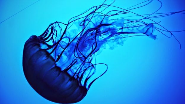 Cout: Come si riproducono le Meduse?