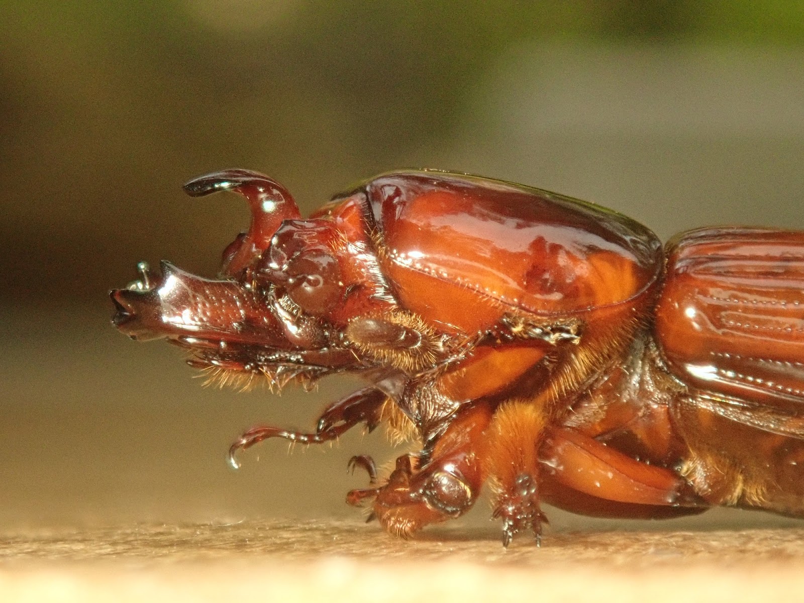 Springfield Plateau: Mite-y Bess Beetles