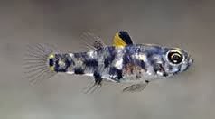 All About Pet Fish: About Fresh Water Fishes