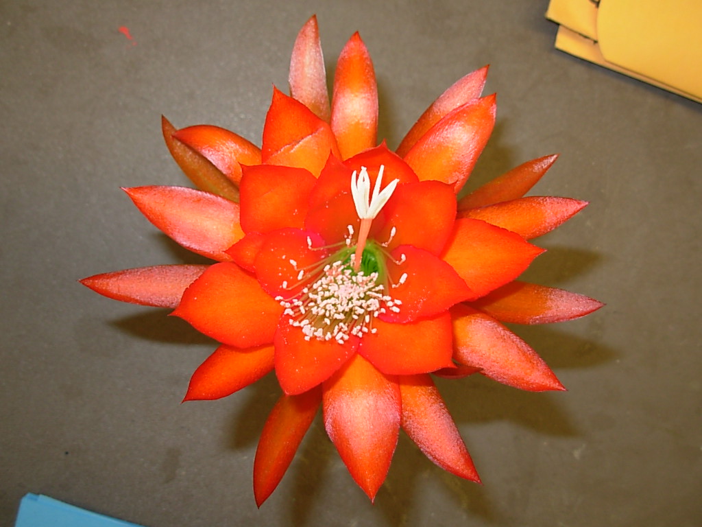 The Epiphyllum Garden: Gearing up for spring!