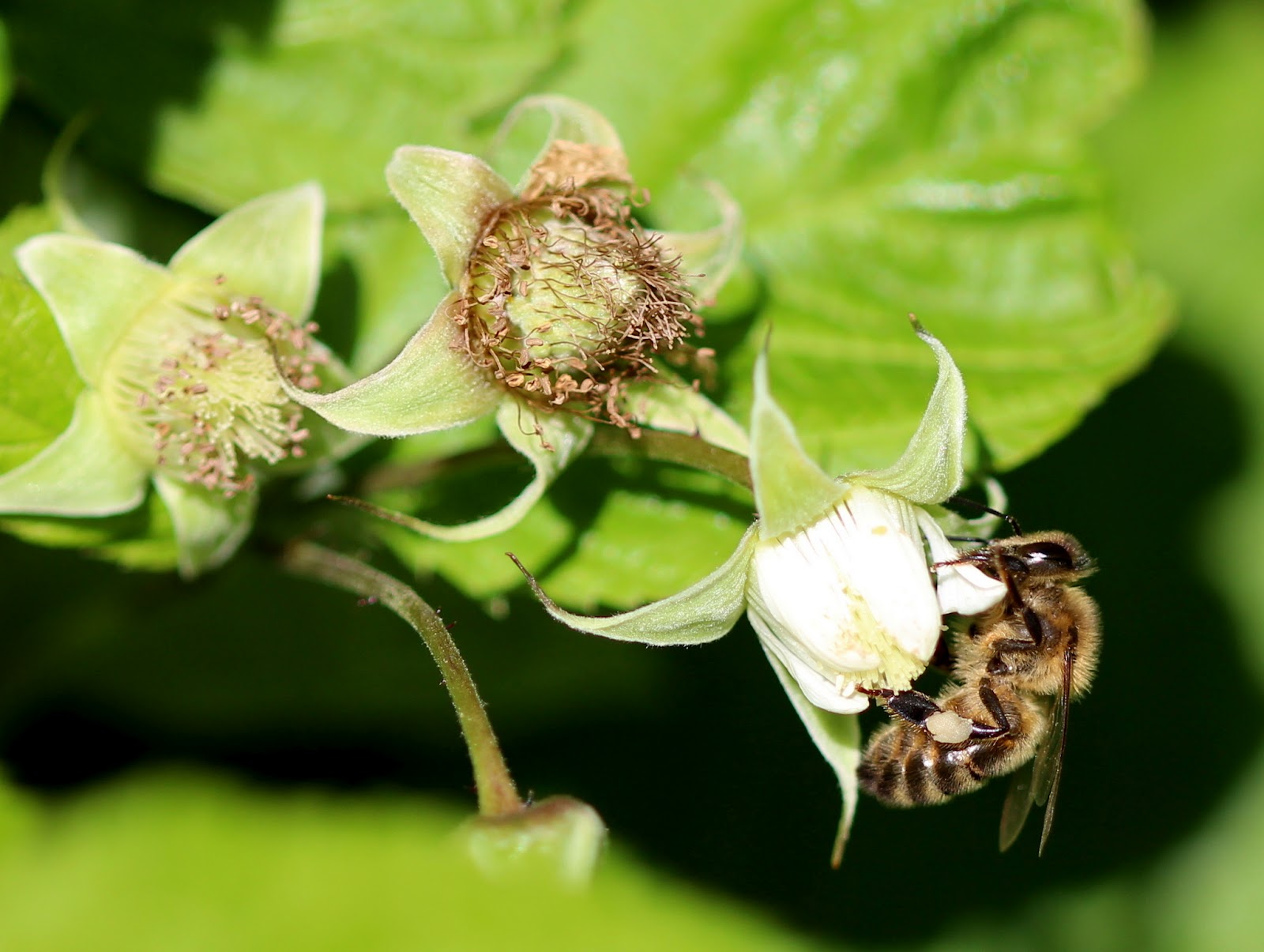 Chateau Moorhen..... goes south!: Soft fruit