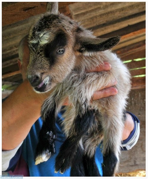 Pasti Anda Terperanjat Lihat Keanehan Anak Kambing Ini. - Gaban Comel
