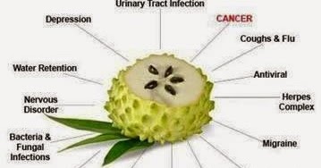 Telugu Bay: Cancer cure fruit "soursop: