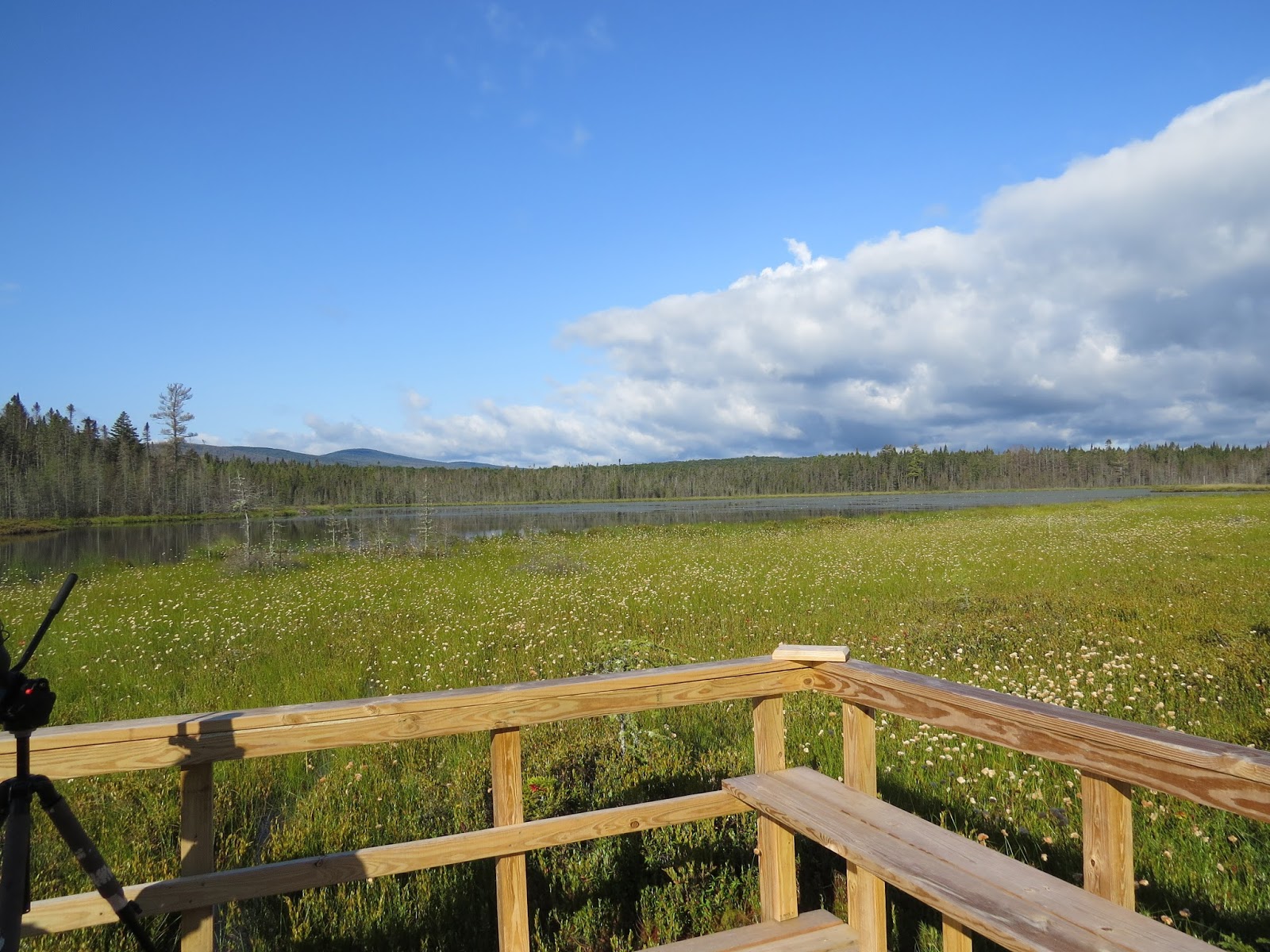 Vermont Birds and Words : Boreal Birds - NEK VT Moose Bog & Victory Basin