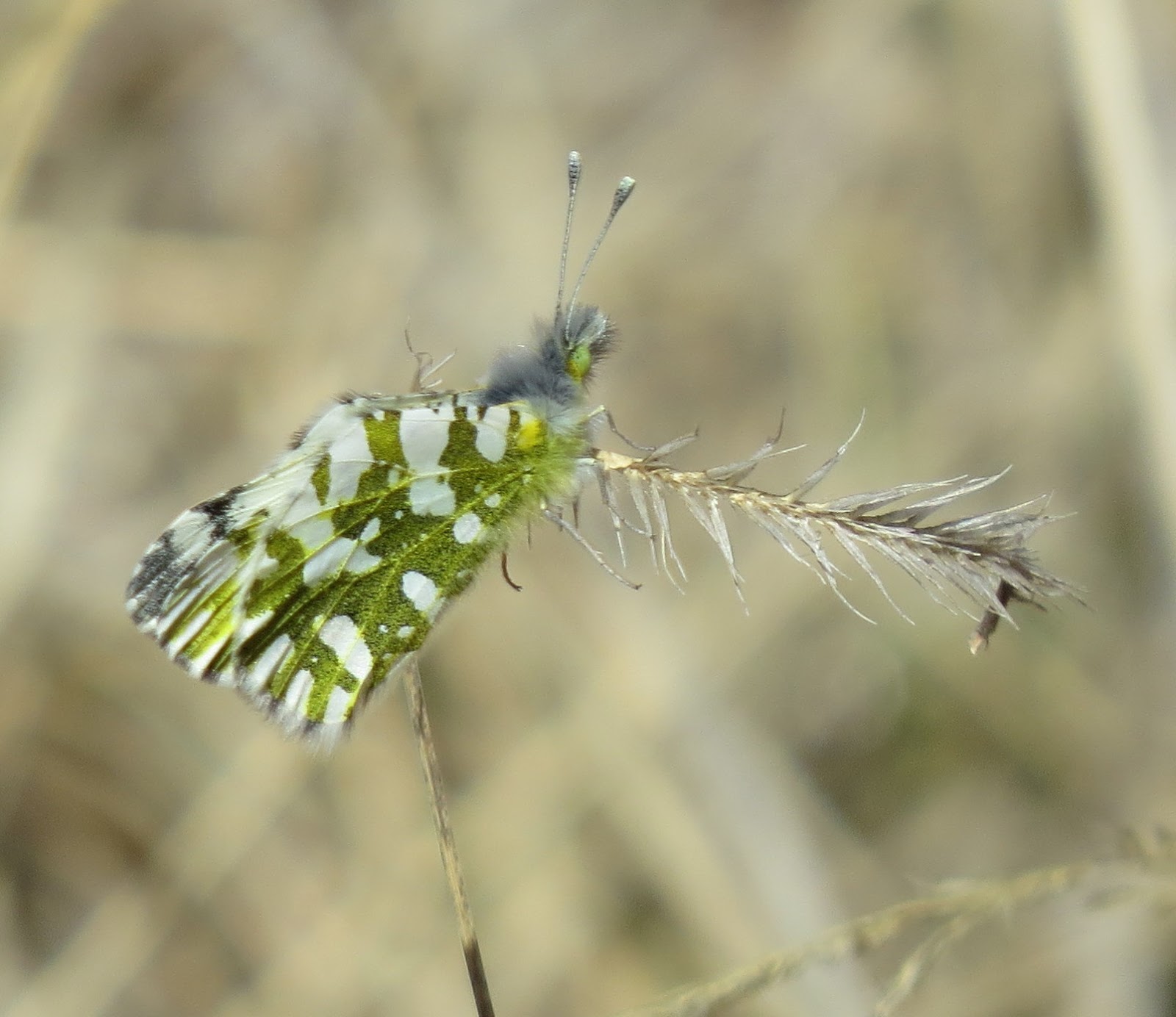 Bug Eric: Marble-ous!