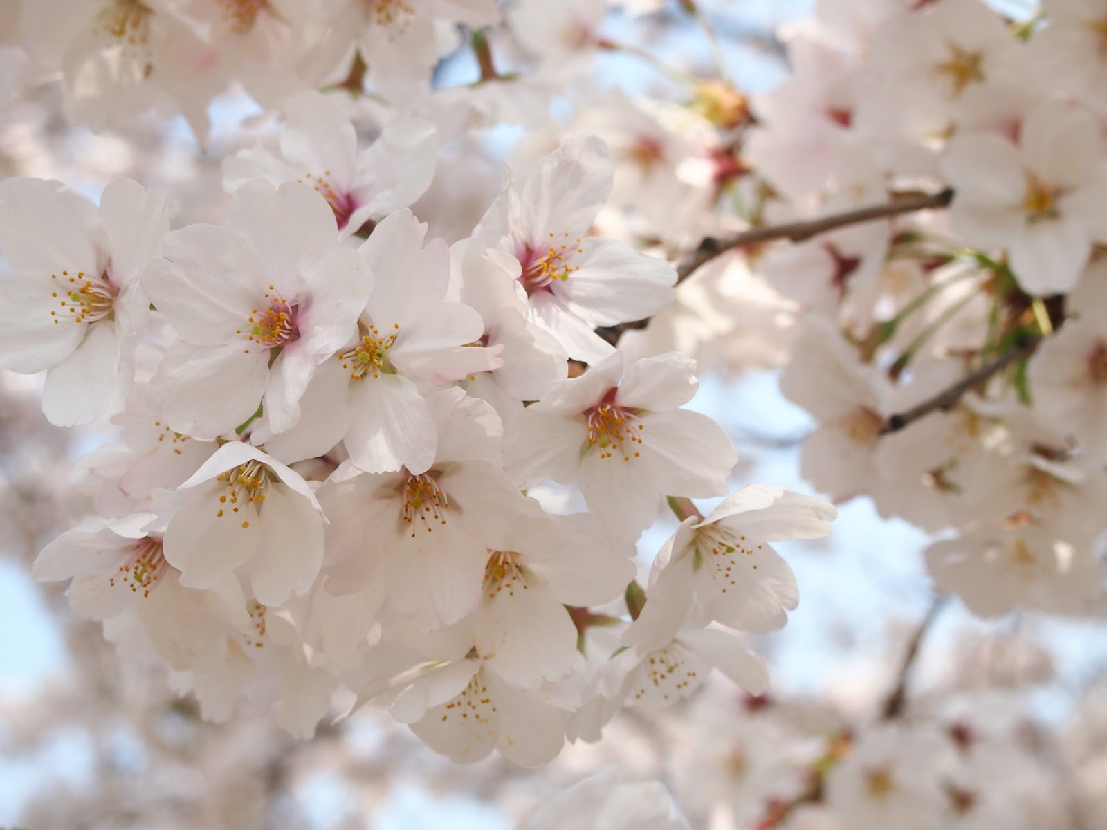 Spring in Seoul - The Sweet Tidings
