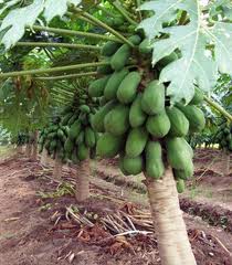 budi daya pepaya kalifornia