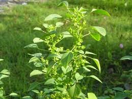 Tanaman yang disukai kucing | Info dunia kucing