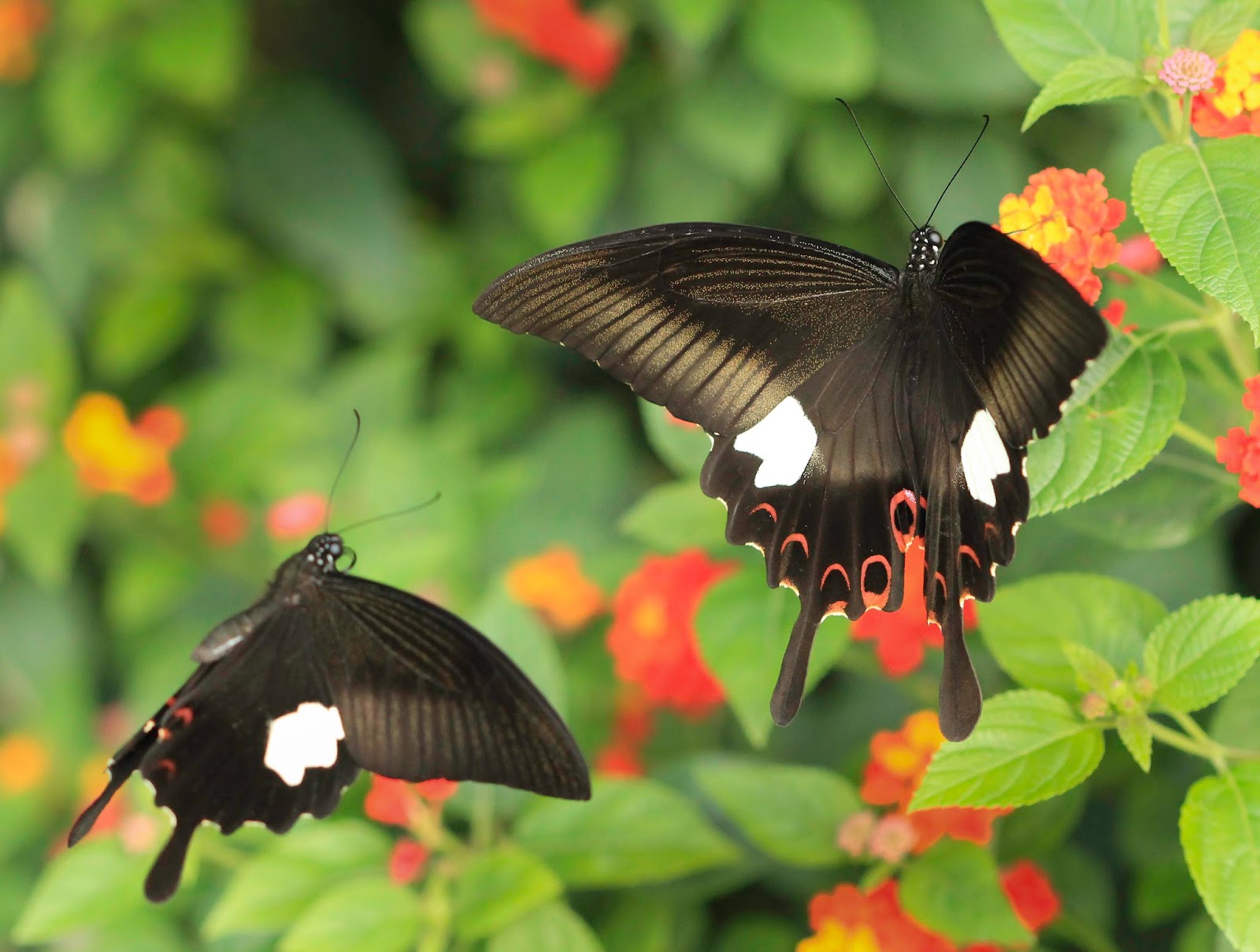 Butterflies of Vietnam: 147. Papilio helenus helenus (The Red Helen)