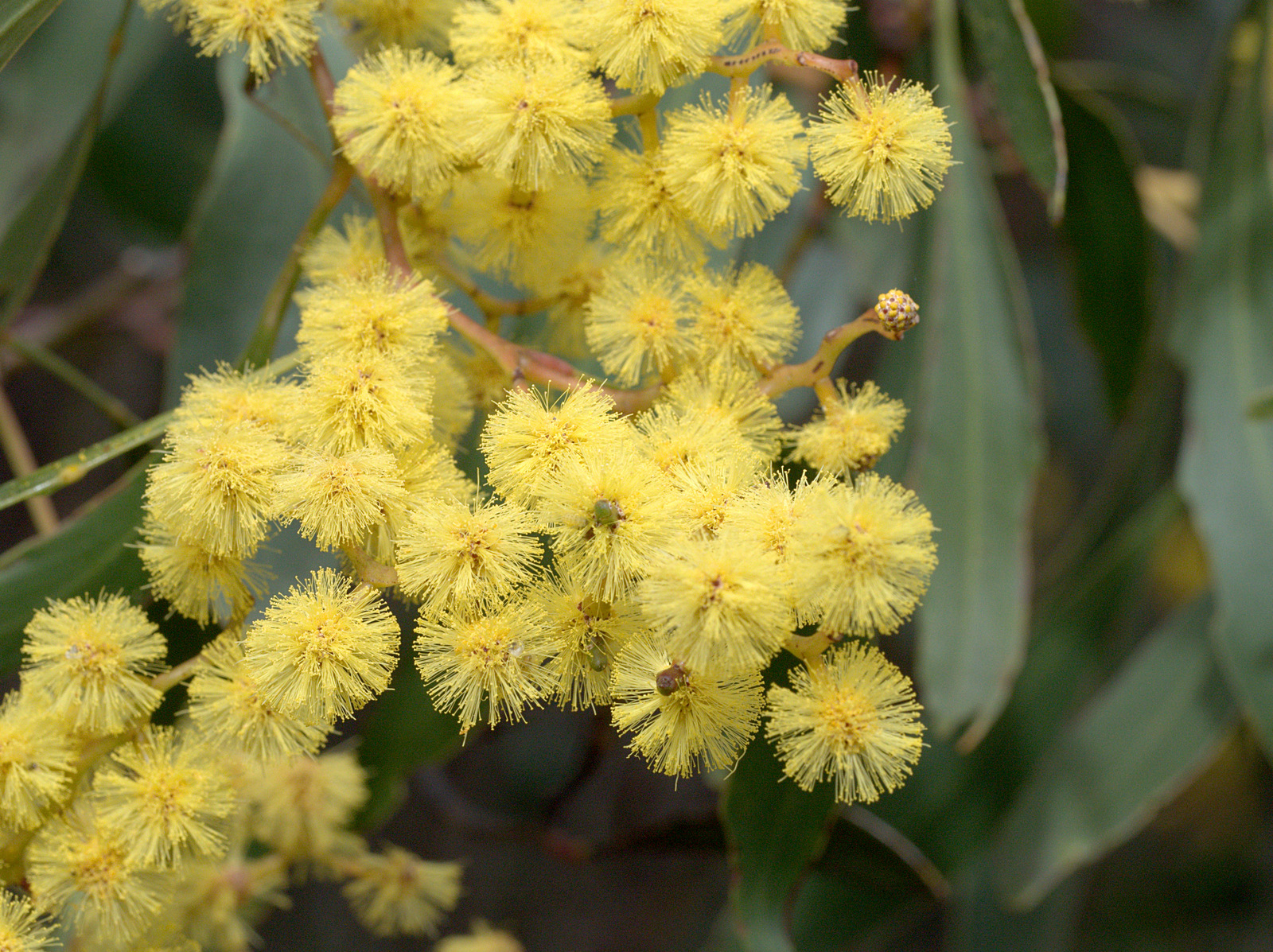 Bushranger: Wattle Day