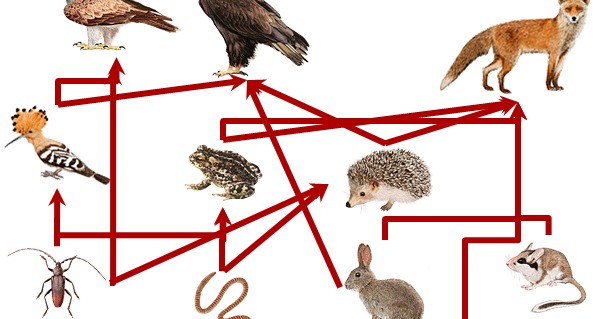 LA ESTRUCTURA TRÓFICA