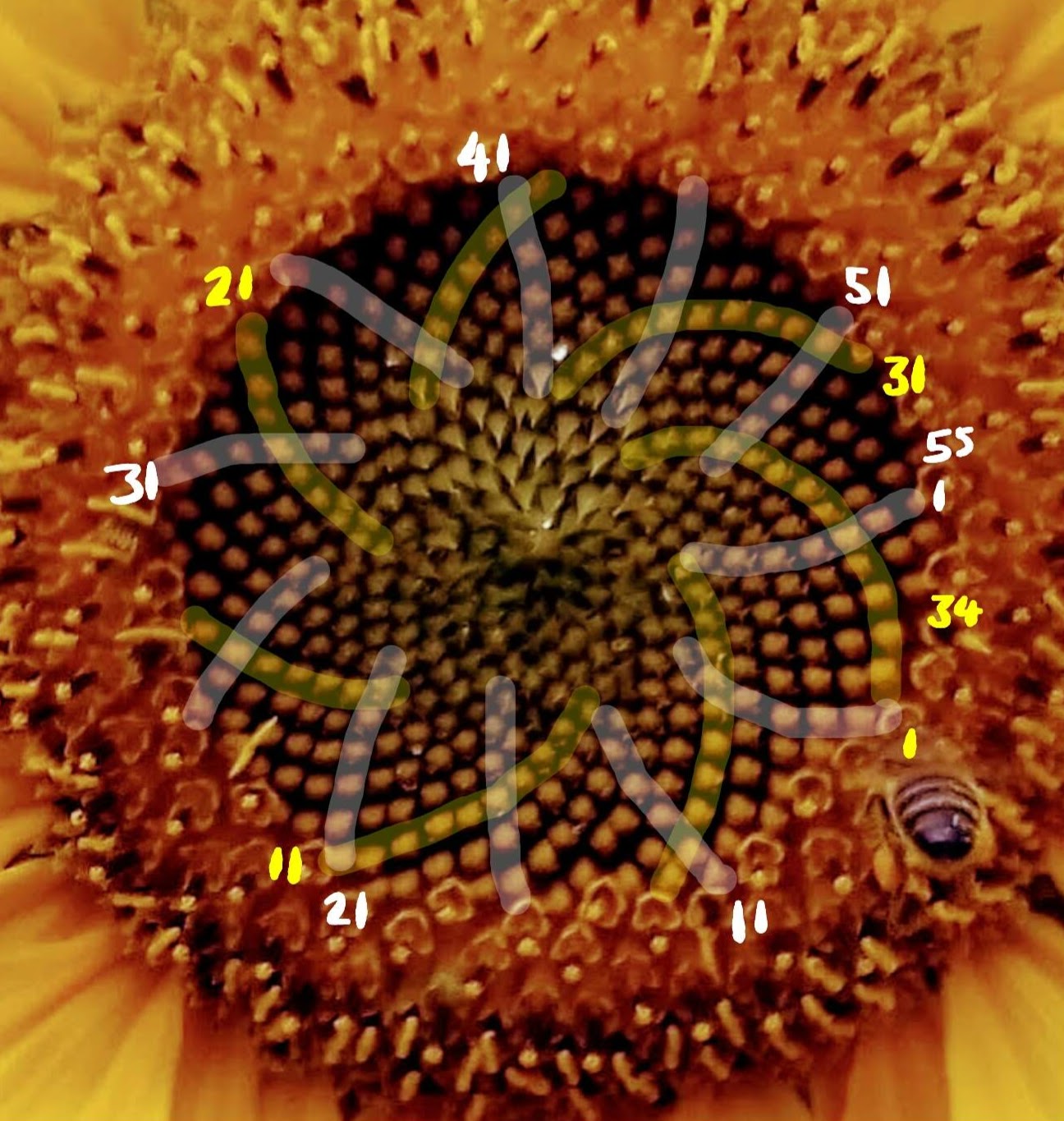 Phyllotaxis and Fibonacci