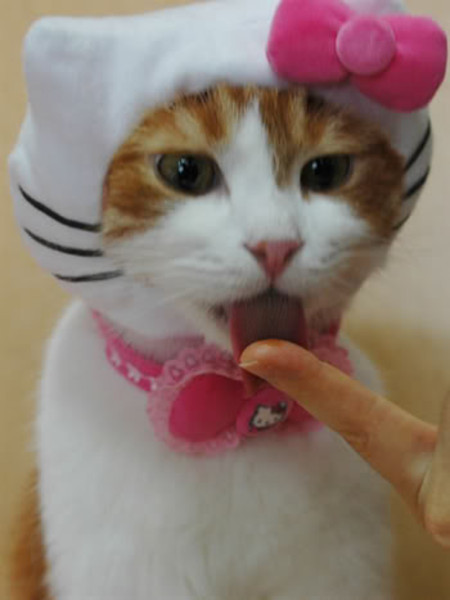Catturday : Kucing-Kucing Yang Memakai Topi Lucu | Kucing gue