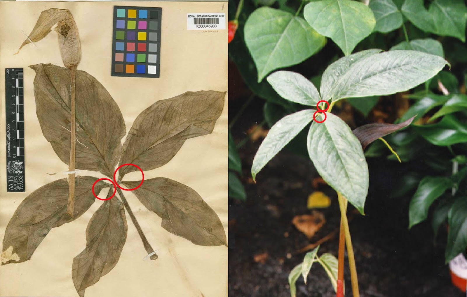 Daun Majemuk (Folium Compositum) ~ MUNAWI INSIDE