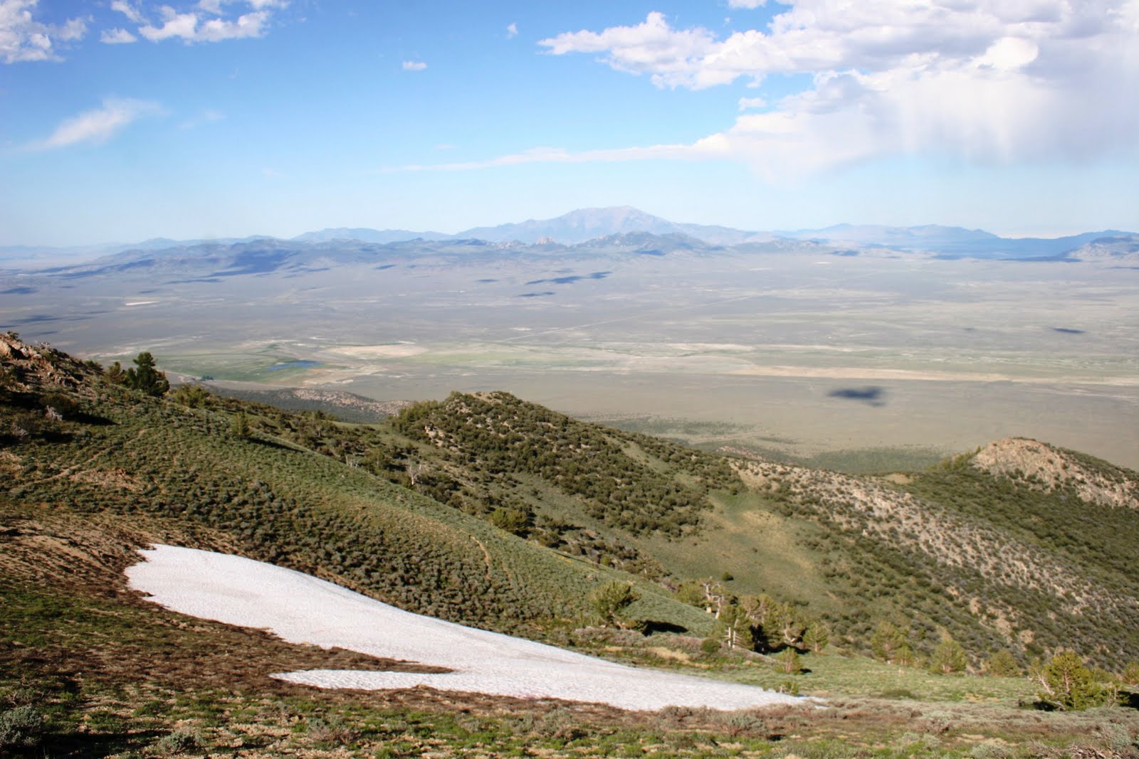 Great Basin Ute: Pequop Mountains, Nevada