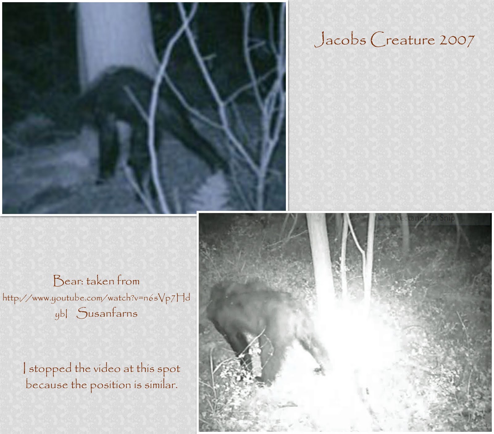 Wisconsin Sasquatch: Jacob's creature vs Bear Comparison