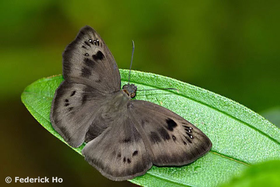 Butterflies of Singapore: Butterfly of the Month - December 2017