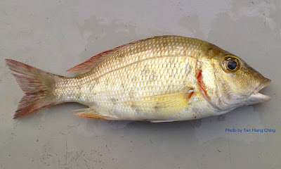 eijah's world: Berpuasa Di 106-A Kg.Seri Pantai Mersing