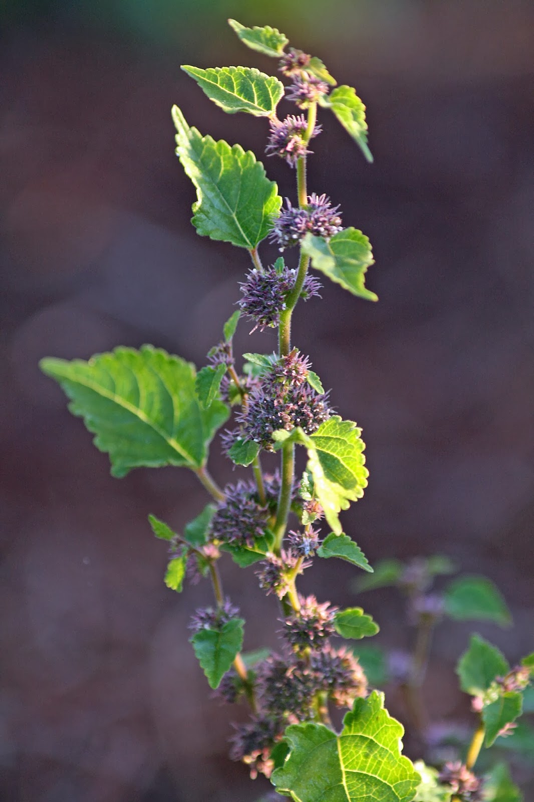 Urban Pollinator Project