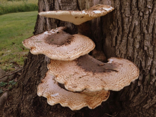 Content in a Cottage: Shelf or Bracket Fungi Growing on Tree