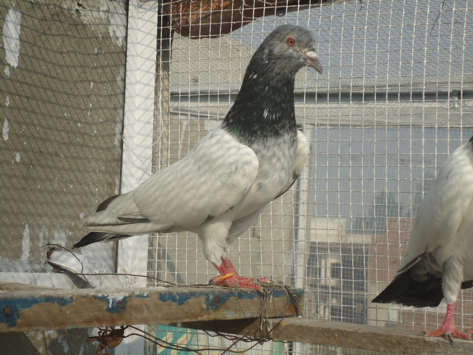 Pigeons | Kabootar Baaz | Pigeons Photos: Tiger high flying Pigeons