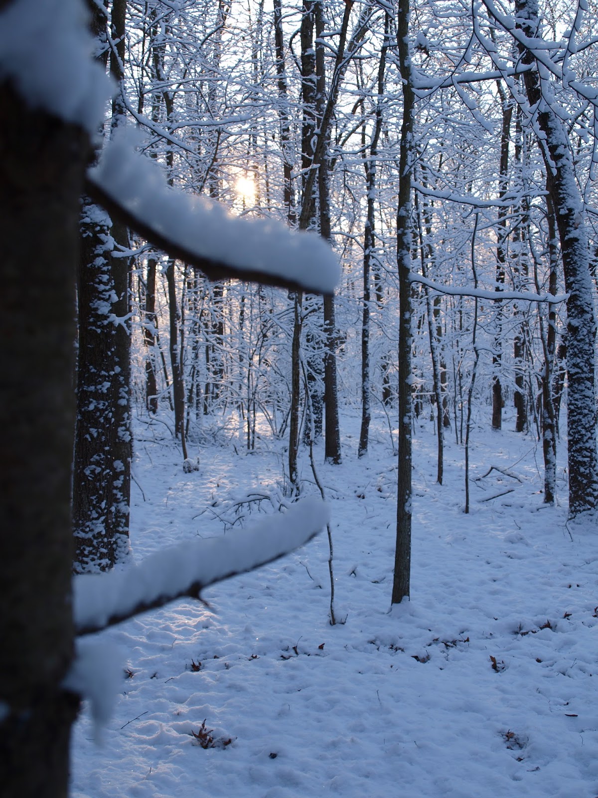 A Life Inspired by Nature: November 2014