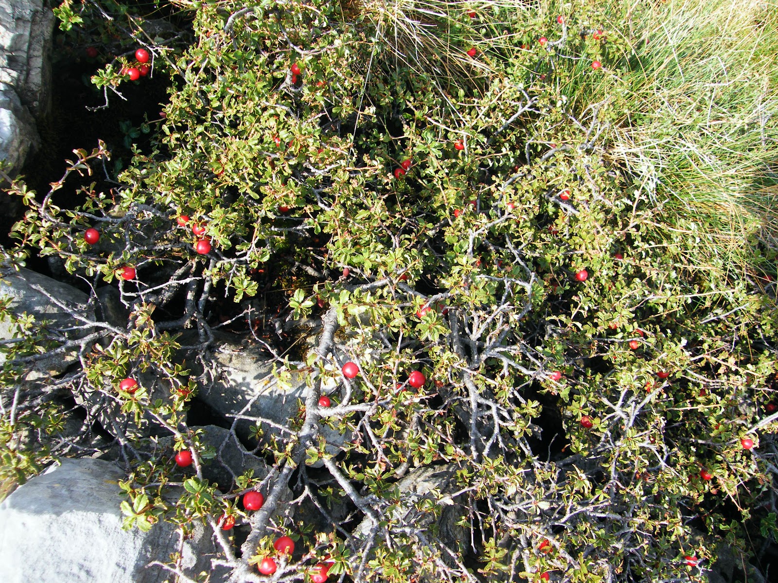 Μανιταρια Ελασσονας: τσαπουρνα γκορτσα λεφτοκαρυα καστανα αγριοφραουλες ...