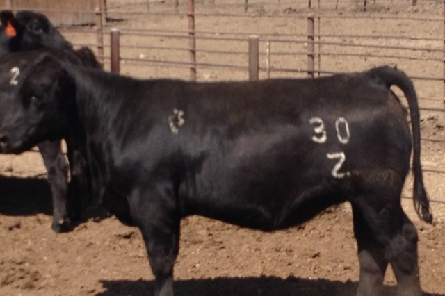BPFCC | BLOG: Club calf breeders look in!!