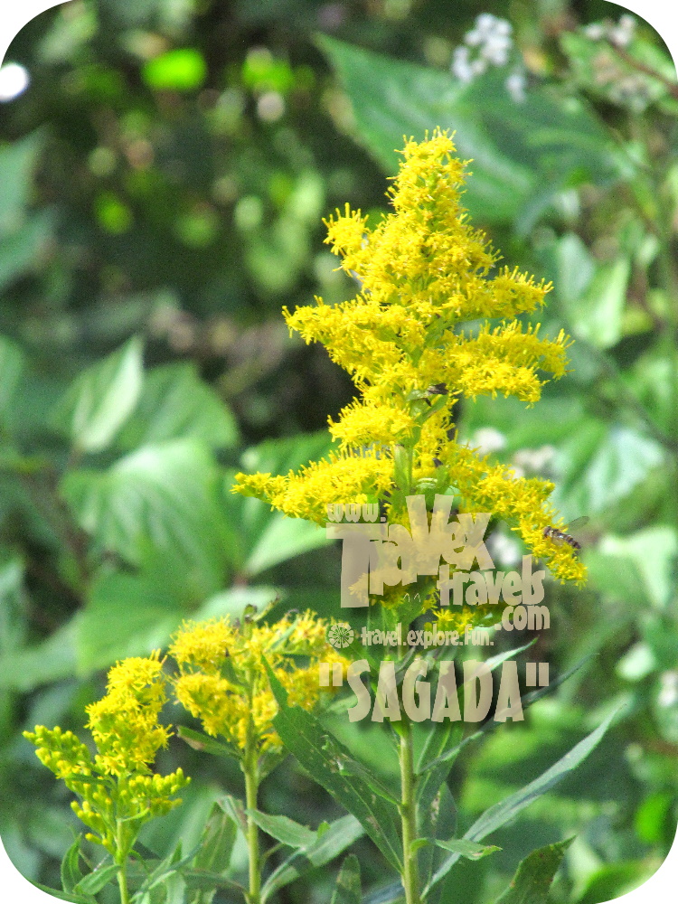 Sagada Stone Church: An Anglican Fossil - Travex Travels - Travel ...