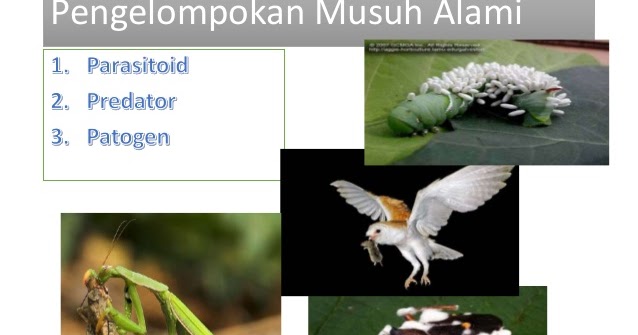 Pengendalian hama Dengan musuh Alami