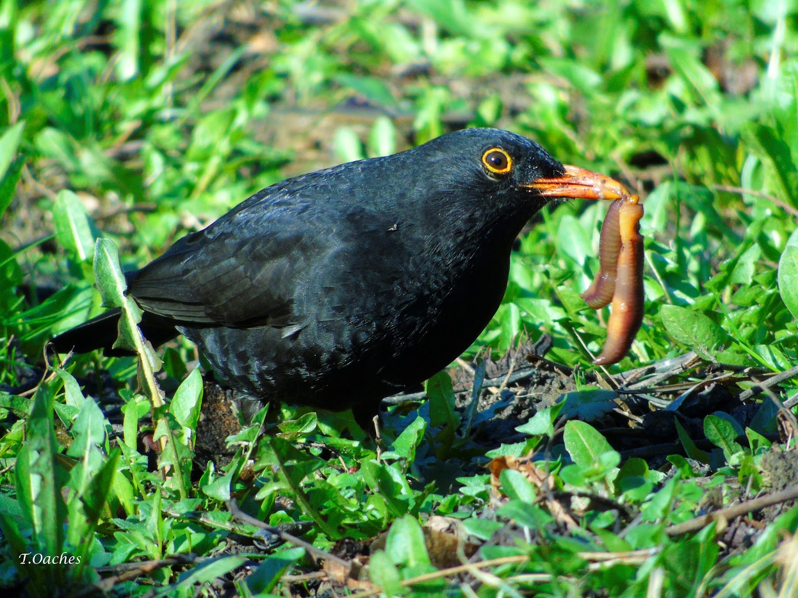 PASARI DIN ROMANIA: MIERLA (1), Turdus merula