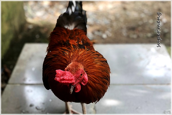 SUPERMENG MALAYA: WATIE CORNER, Nilai NS