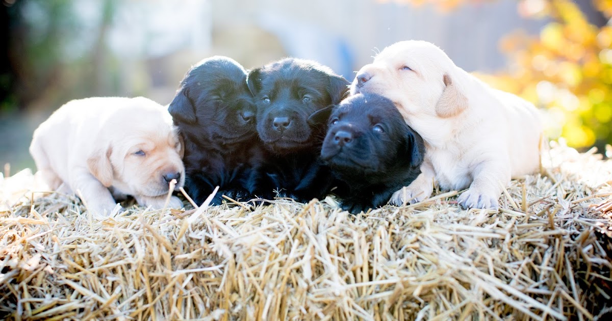 Gallery | UKLabradors.com