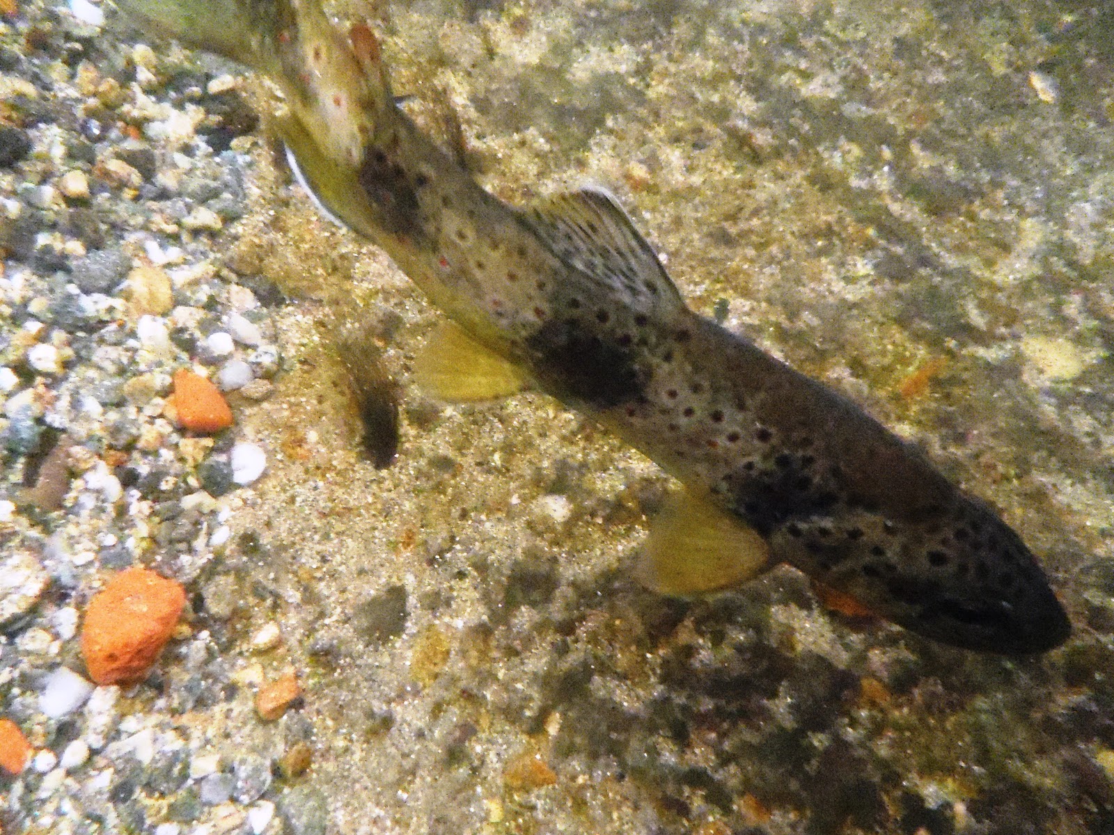 zfly31 Pêche Mouche Passion...: Poissons / Rivières / Insectes.