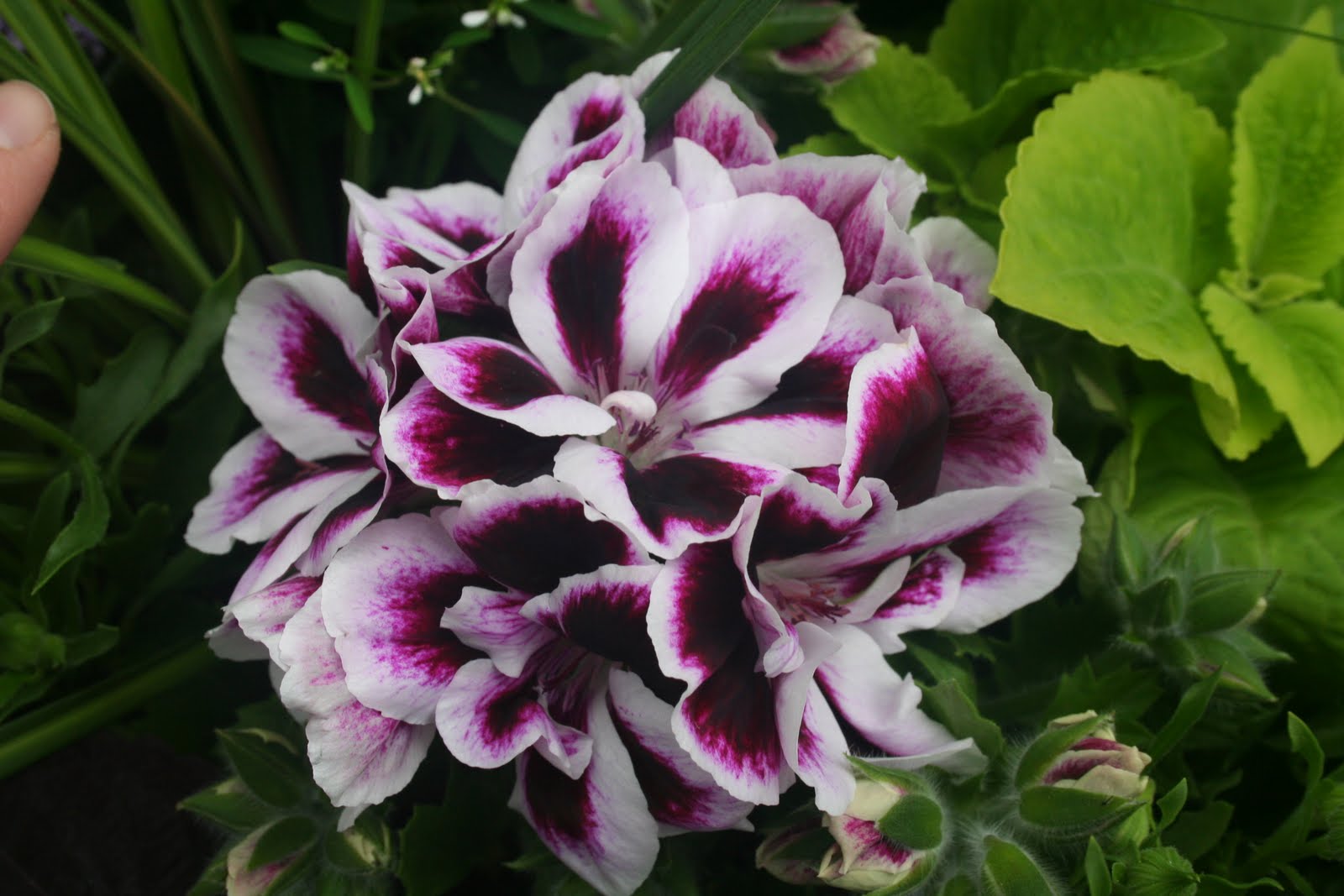 West Coast Gardens: Custom Planters