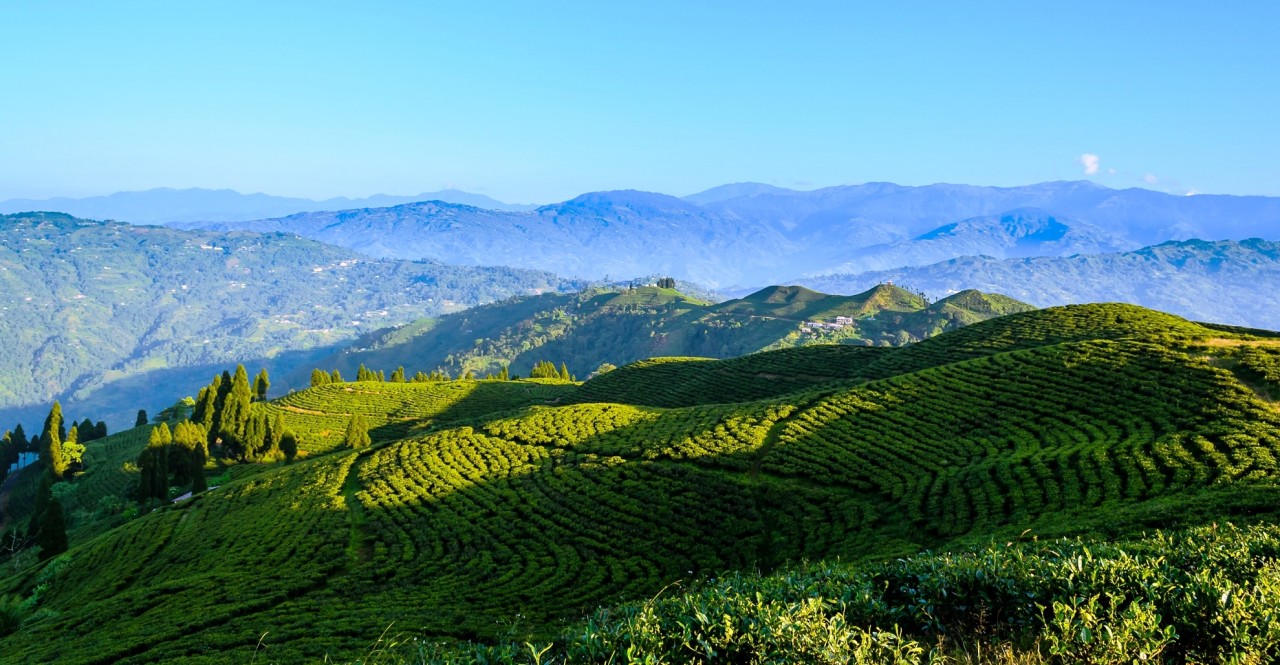Visit Ilam and Kanyam Tea Garden - Nature View